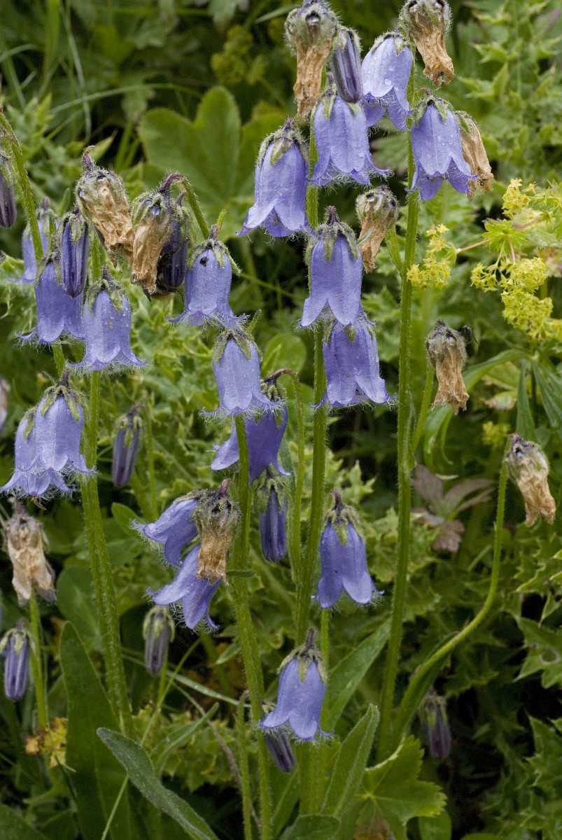 Campanula barbata